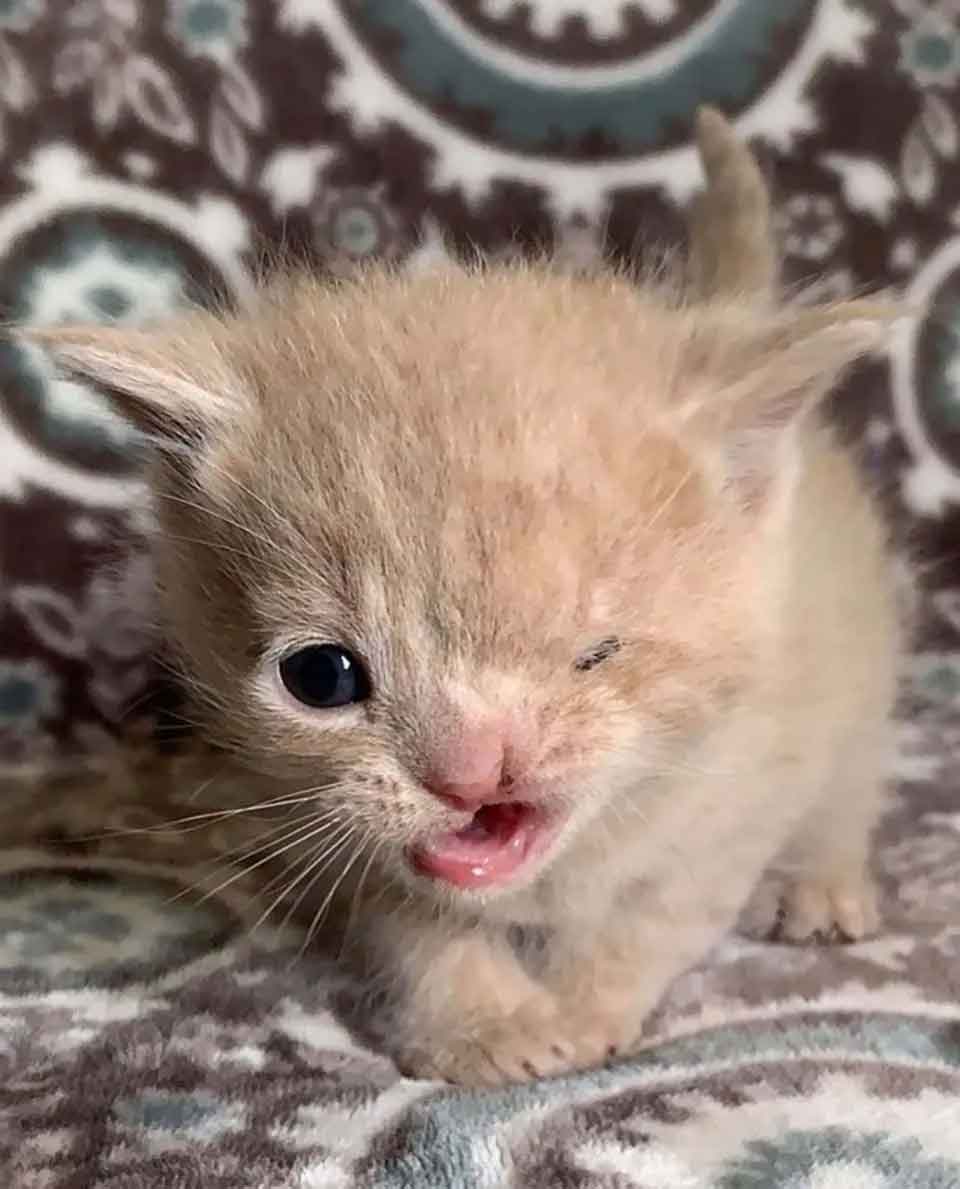 Une chatte guide les sauveteurs vers ses chatons - l'un d’eux est ...