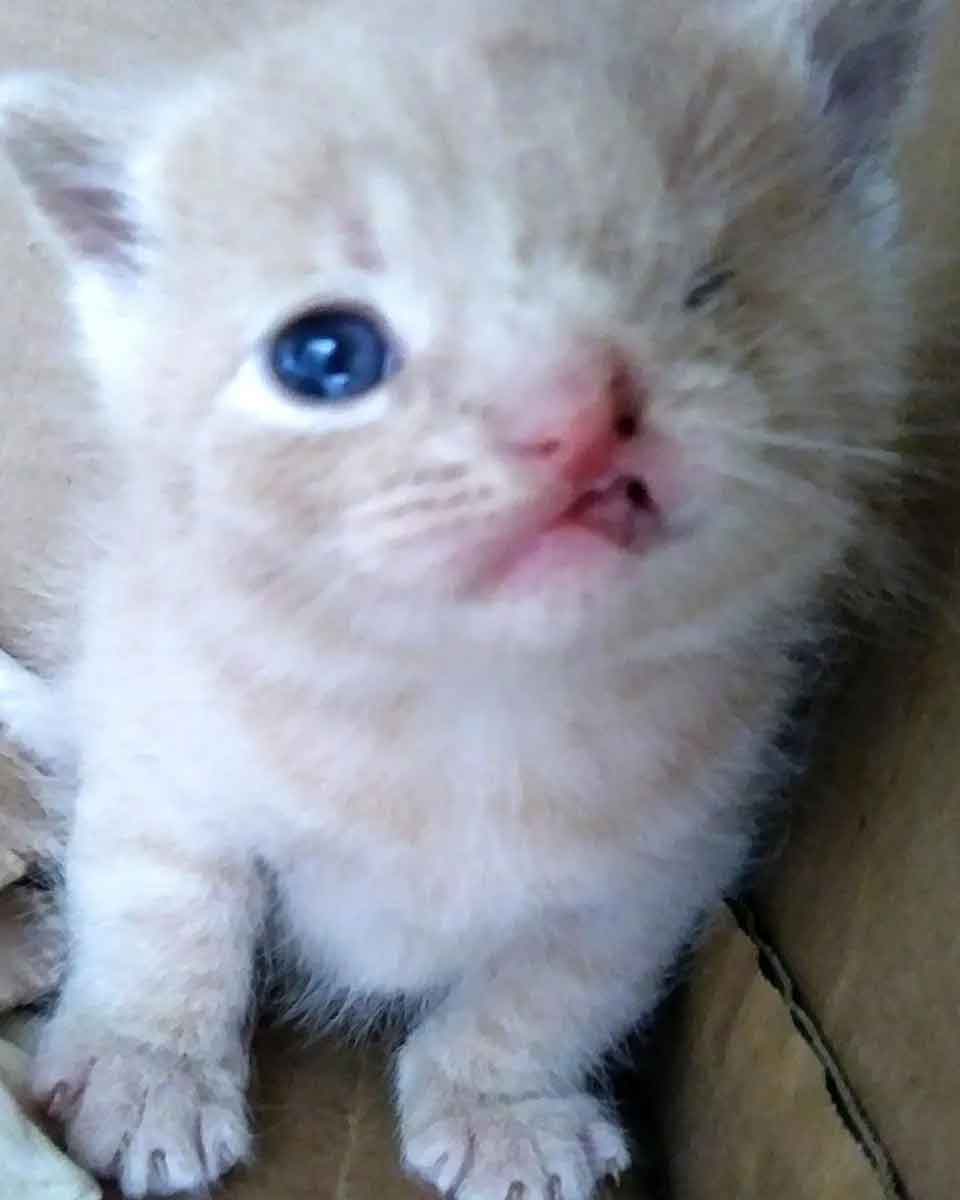 Une chatte guide les sauveteurs vers ses chatons - l'un d’eux est ...