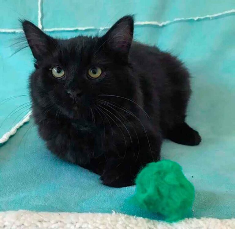 Une chatte sans-abri emmène tous ses chatons à la femme qui est ...