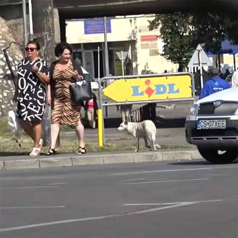 Une adorable petite chienne a erré dans une rue animée pour demander de ...
