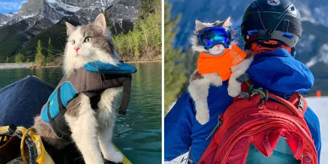 Ce chat adore faire du kayak et du ski sur les épaules de son ...