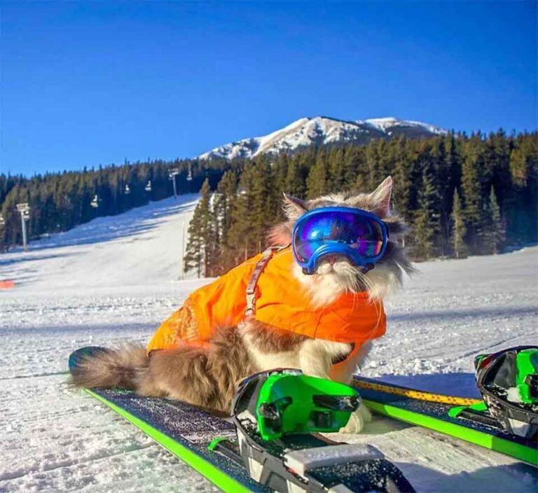 Ce chat adore faire du kayak et du ski sur les épaules de son ...