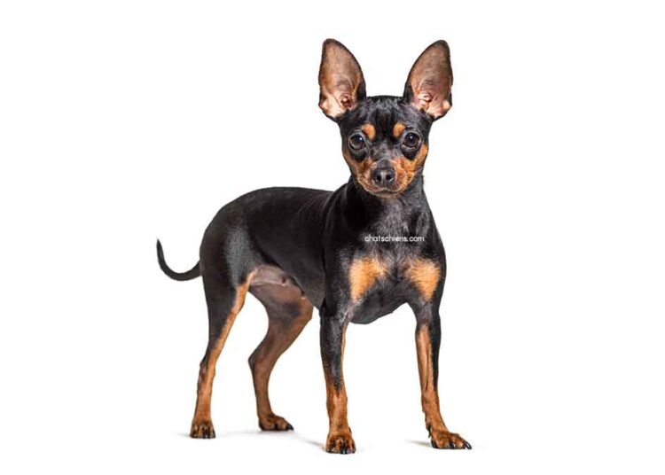 Races de chiens - Chats et Chiens