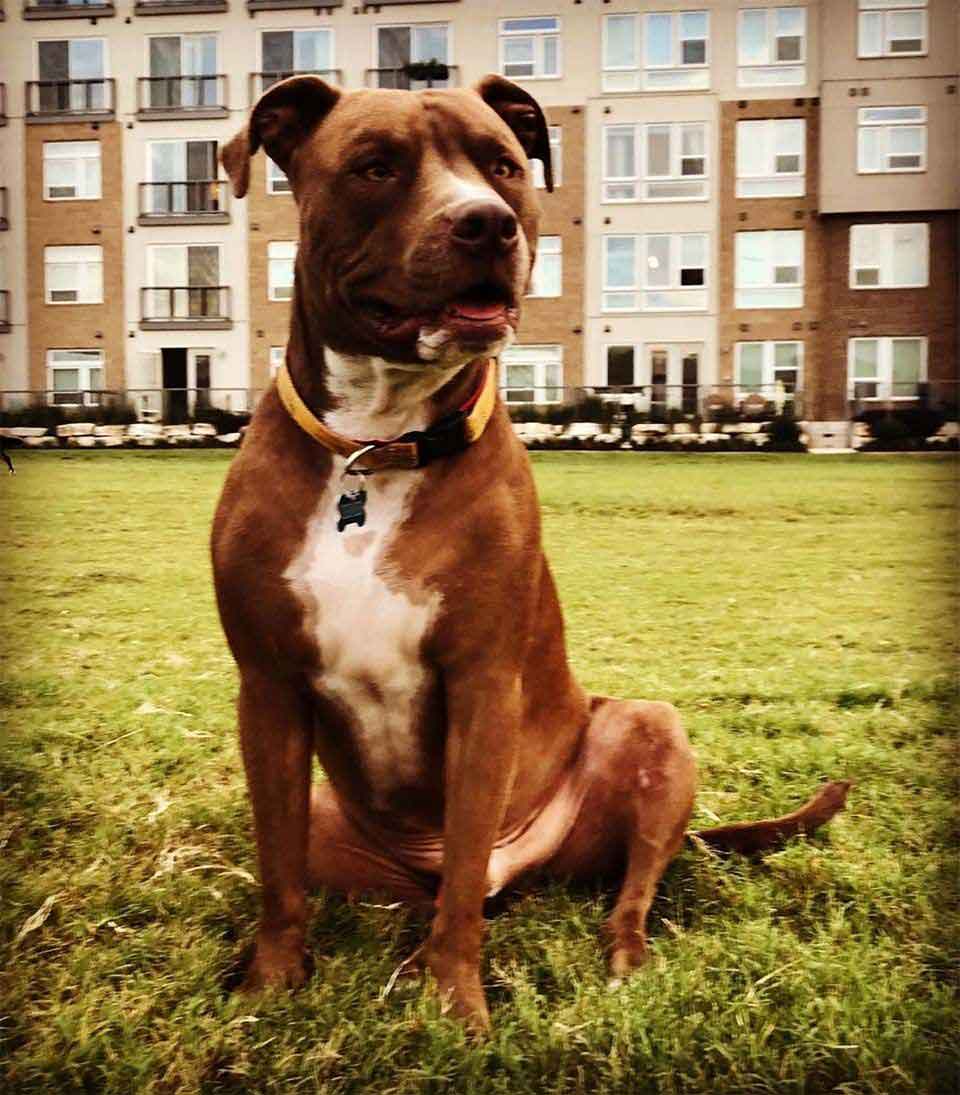 Un chiot qui ne pesait que 800 grammes est tellement énorme et beau ...