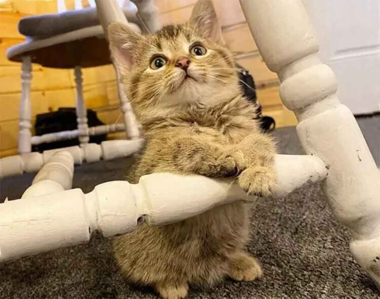 Un chaton aux pattes pliées trouvé dans une ferme, décide de vivre ...