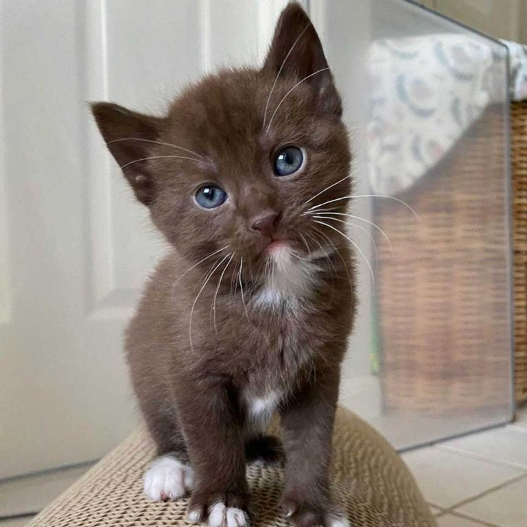 Une chatte avec quatre chatons bruns trouve une gentille famille pour ...