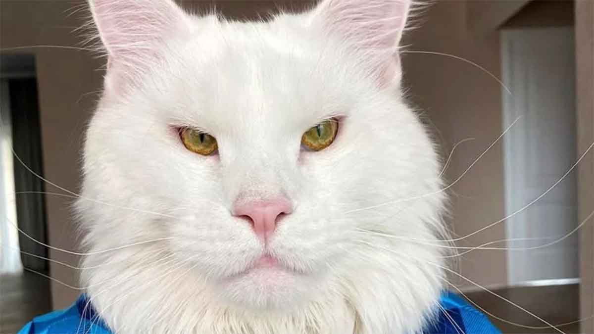 Ce chat Maine Coon est VRAIMENT géant ! - Chats et Chiens