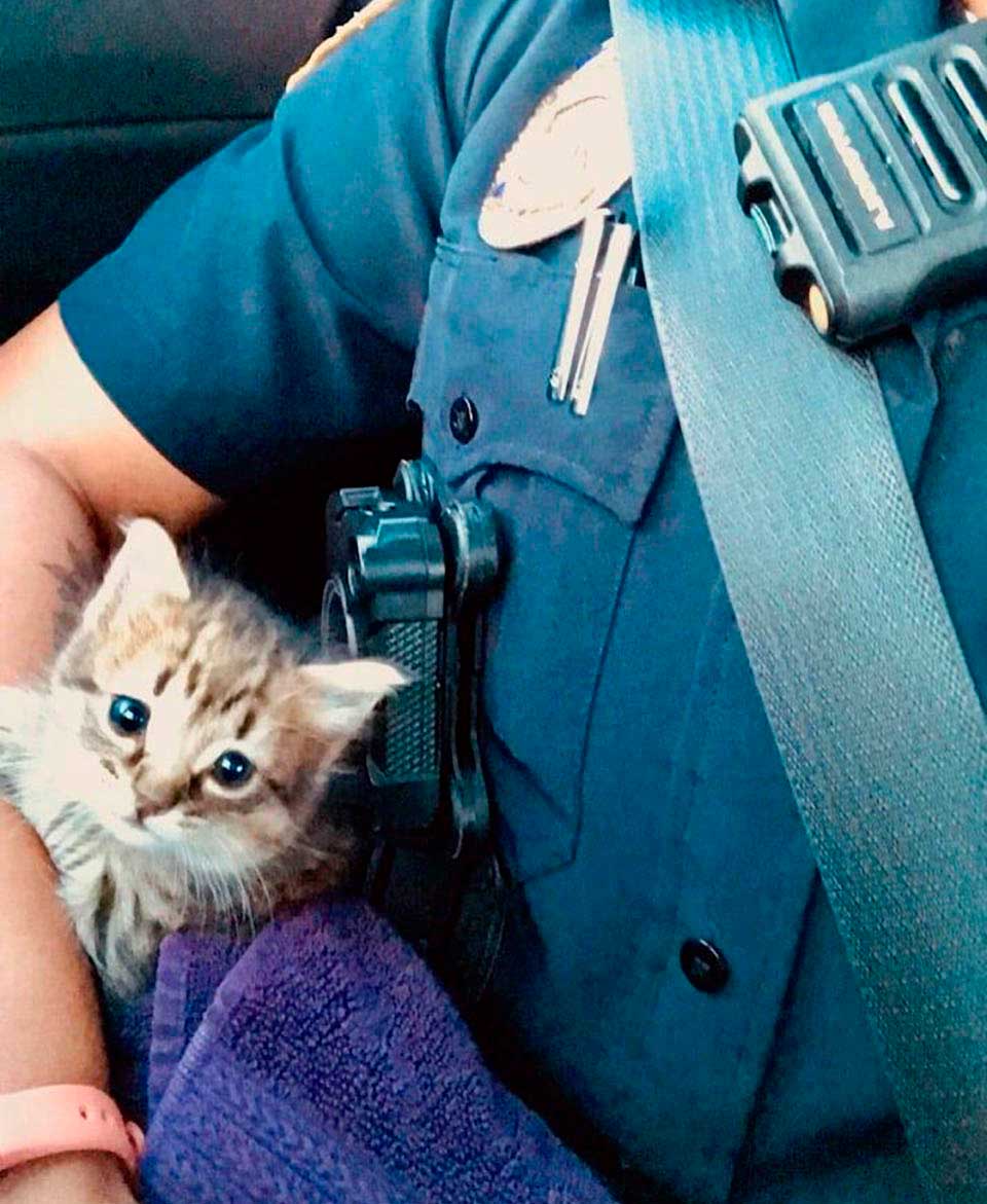 Un chaton sauvé par la police obtient un emploi en tant que collègue le ...