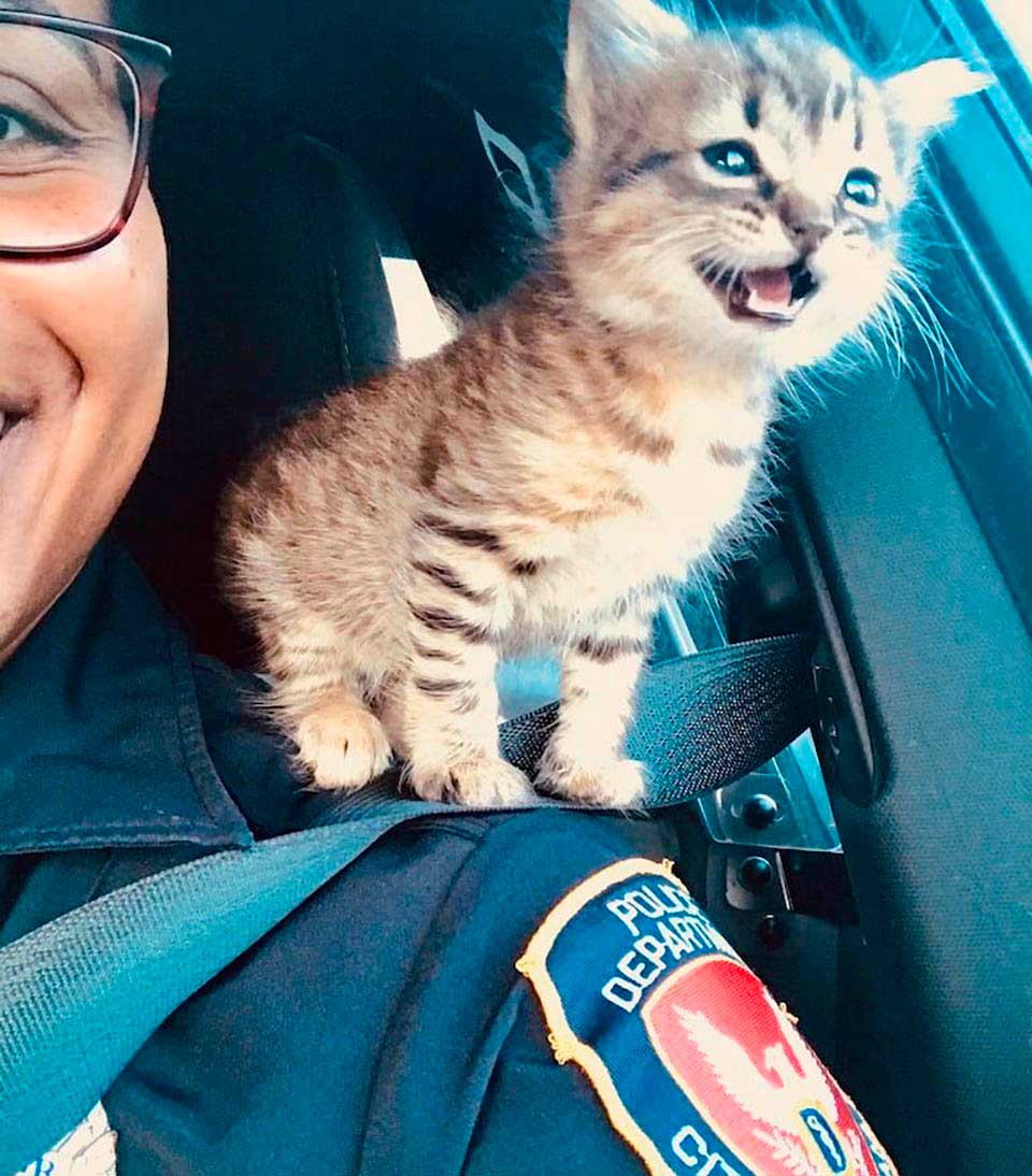 Un chaton sauvé par la police obtient un emploi en tant que collègue le ...