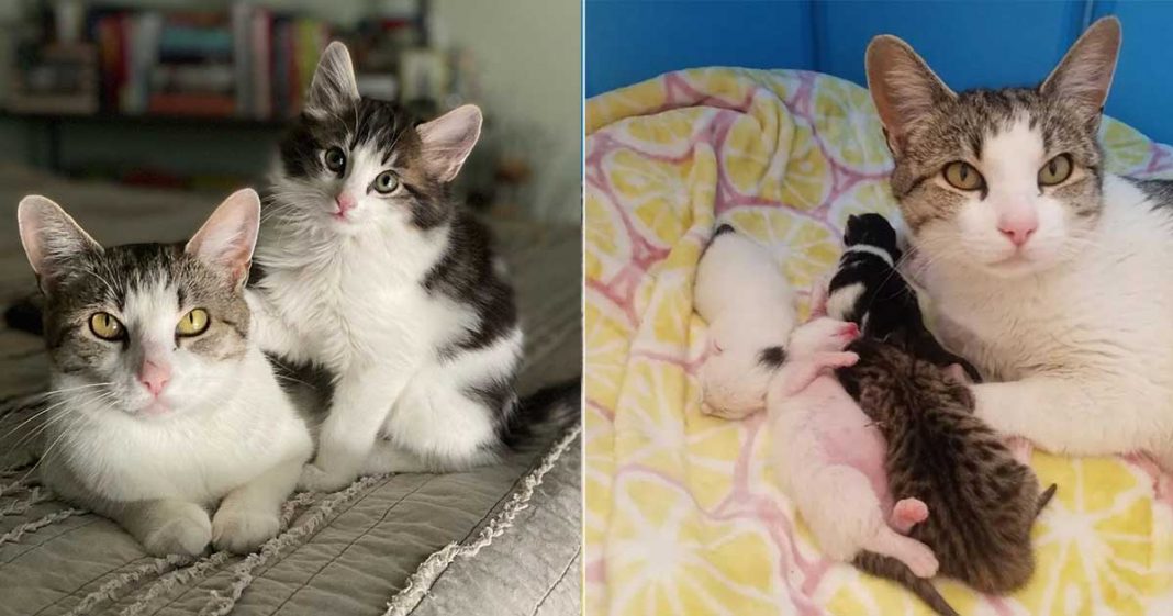 Une chatte demande de l'aide à une femme pour que ses chatons aient une ...