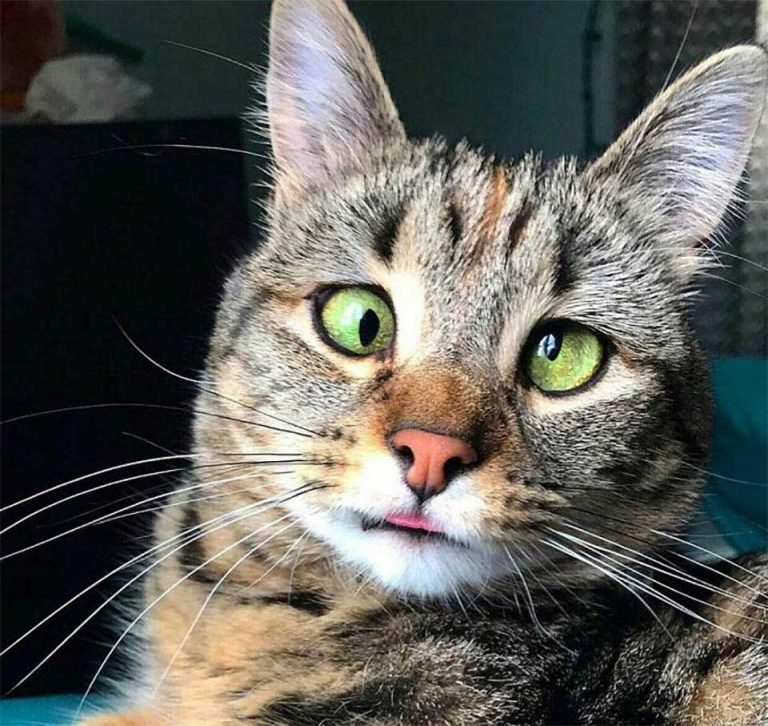 Un chat avec un strabisme trouvé mal nourri a maintenant un foyer ...