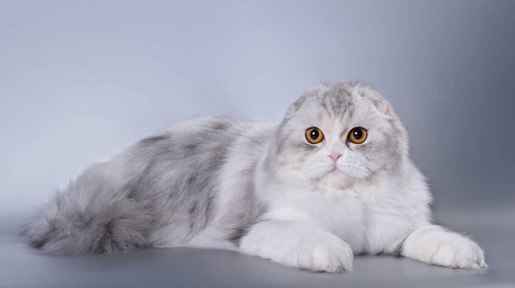 Foldex - Chats et Chiens