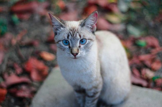 8 races de chats aux yeux bleus - Chats et Chiens