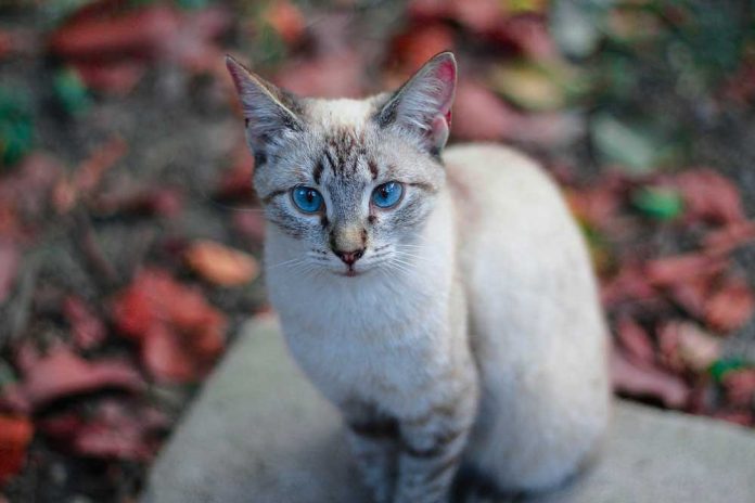 8 races de chats aux yeux bleus - Chats et Chiens