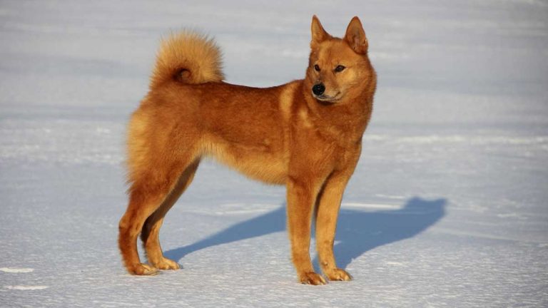 Tous les types de Spitz dans un seul article - avec noms et descriptions ! - Chats et Chiens