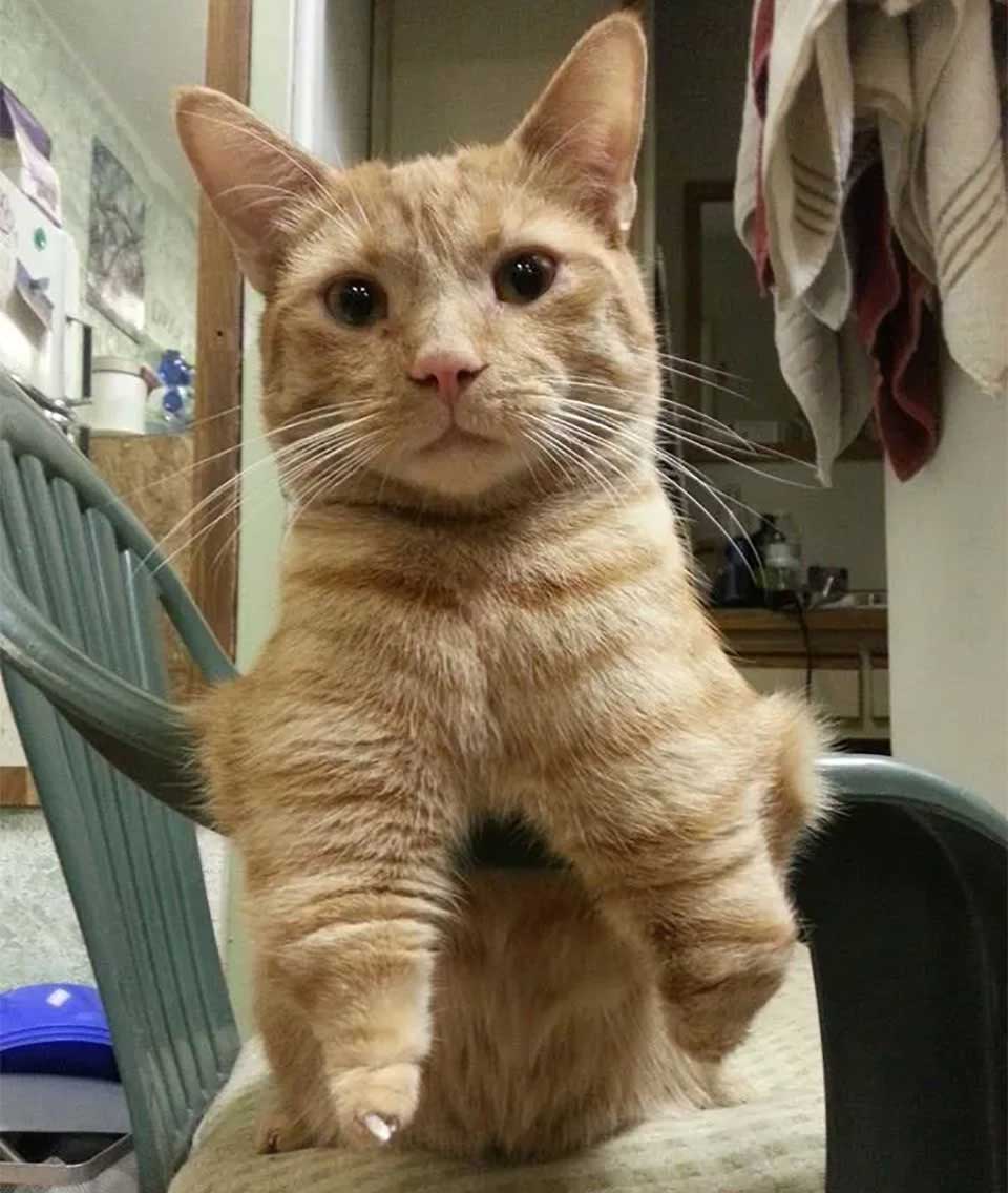 Un chat né avec 2 pattes montre qu'il n'a pas besoin de 4 pattes pour ...