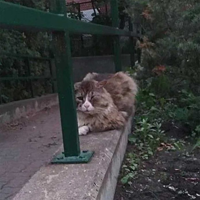 Un chat qui a vécu une vie difficile dans la rue trouve l'amour et ...