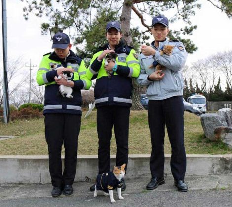 Une chatte gestante entre dans un poste de police et fait partie de la ...