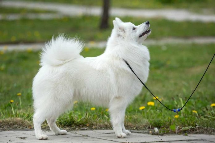 Liste des races de chiens japonais avec descriptions et photos - Chats ...