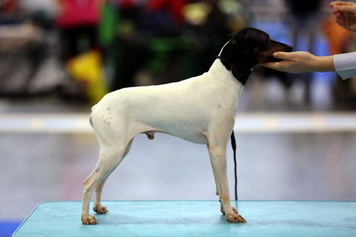 Liste des races de chiens japonais avec descriptions et photos - Chats ...