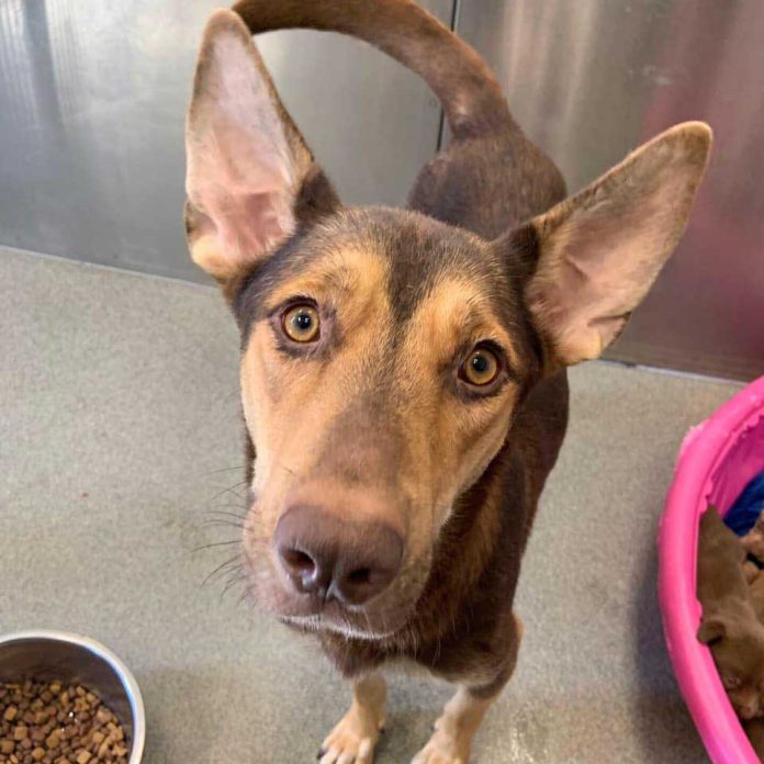 Ce chiot du refuge est né avec une marque sous la forme d'une belle ...