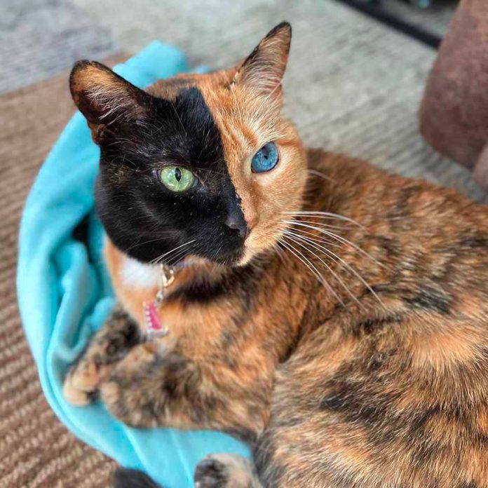Venus le chat à deux visages est un mystère merveilleux - Chats et Chiens
