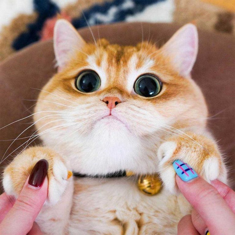 Cet adorable chat ressemble exactement au chat botté - Chats et Chiens