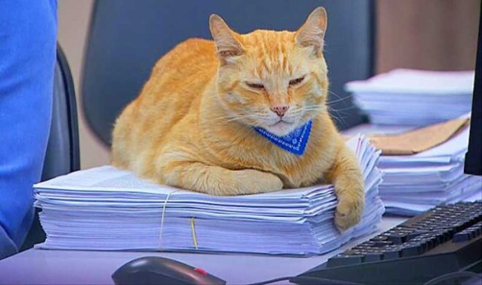 Ce chat a décidé d'aller travailler tous les jours dans une entreprise ...