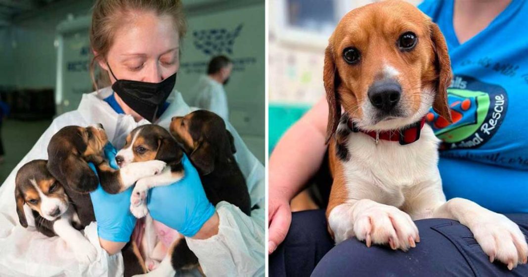 4 000 beagles élevés expérimentalement ont été sauvés et ont besoin d ...