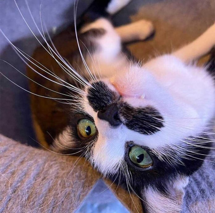 Ce chat est devenu viral sur Instagram parce qu'il est né avec une ...