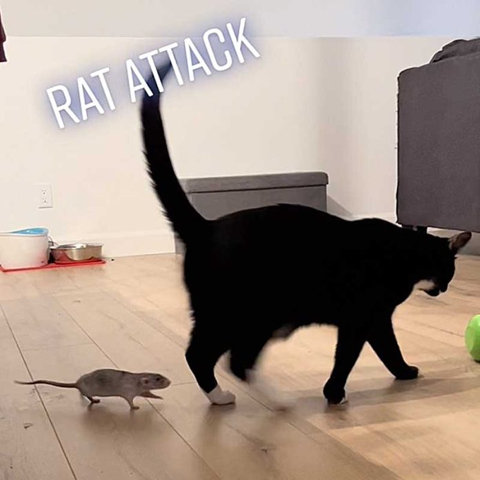 Un petit rat et un chat sauvé forment une amitié semblable à celle d'un ...