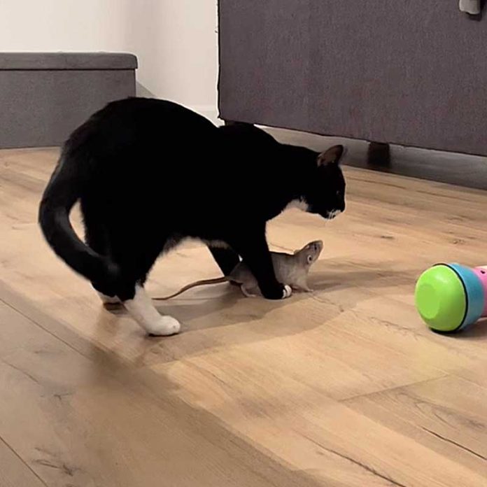 Un petit rat et un chat sauvé forment une amitié semblable à celle d'un ...