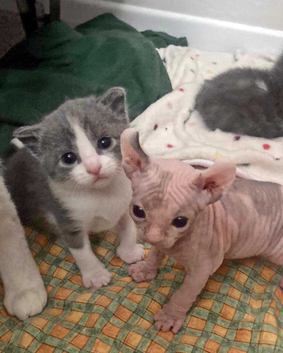 Une chatte adopte un petit chaton qui est différent de ses chatons ...