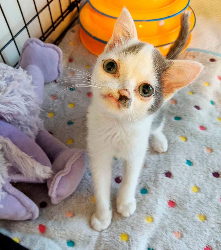 Ce petit chaton est si heureux d'obtenir l'attention dont il a besoin ...