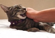 Un adorable chat qui louche a conquis le cœur des internautes - Chiens ...