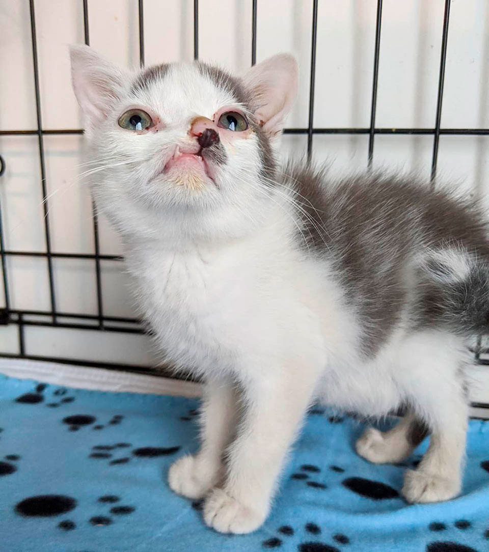 Ce petit chaton est si heureux d'obtenir l'attention dont il a besoin ...