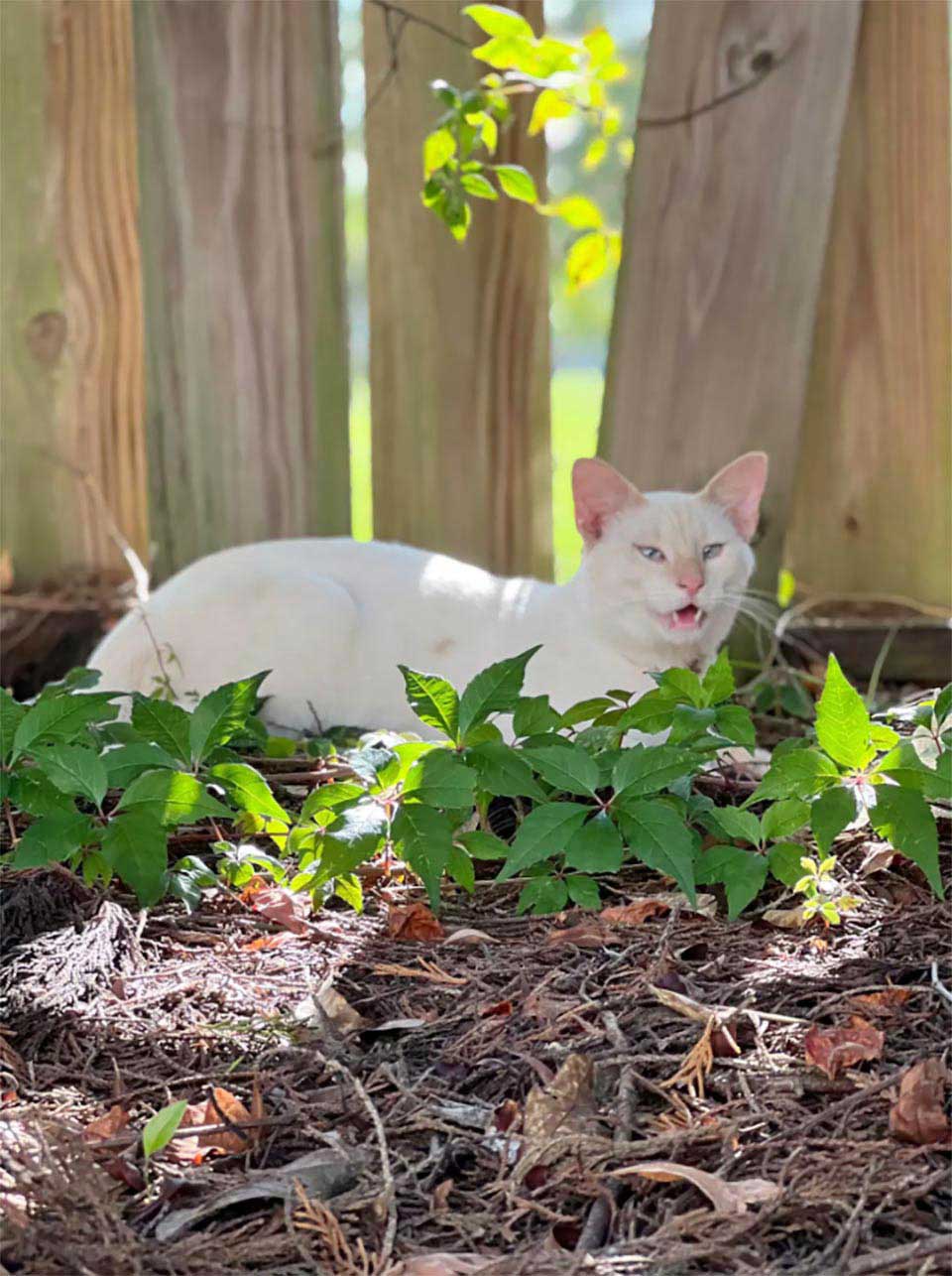 Un chat aveugle évite les sauveteurs, car il ne veut pas quitter l ...