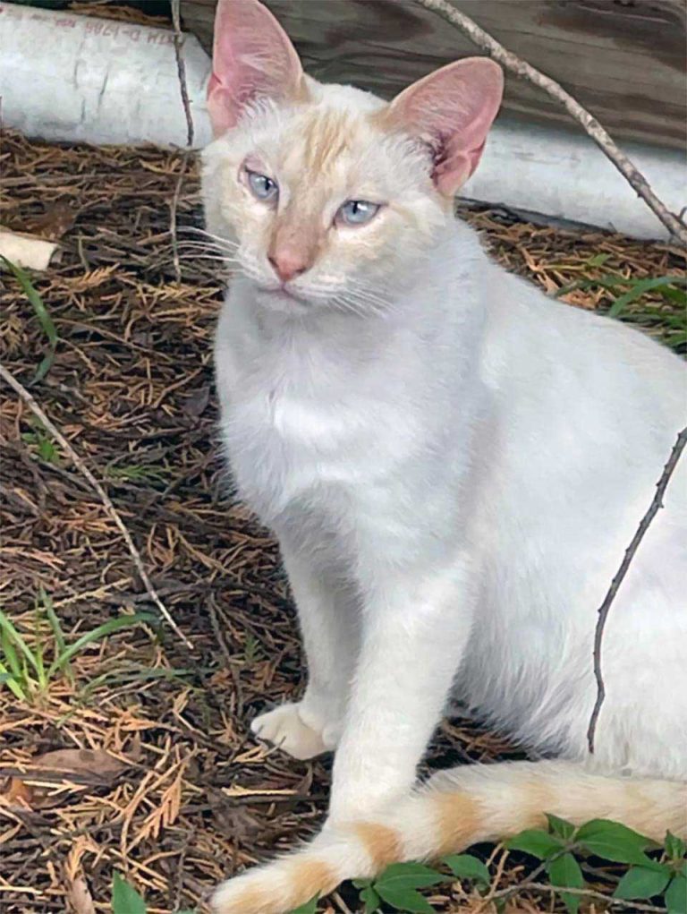 Un chat aveugle évite les sauveteurs, car il ne veut pas quitter l ...