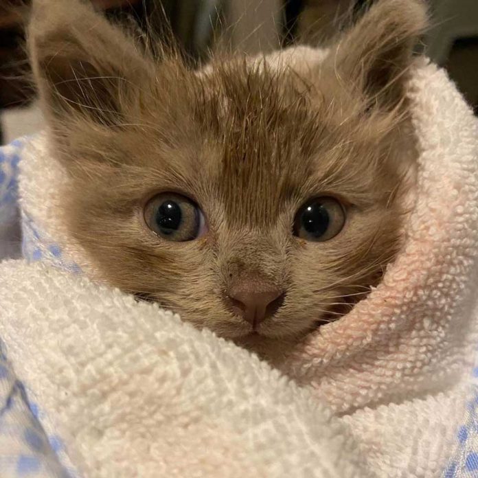 Un chaton solitaire s'épanouit avec l'aide d'autres chats et trouve la famille de ses rêves ...
