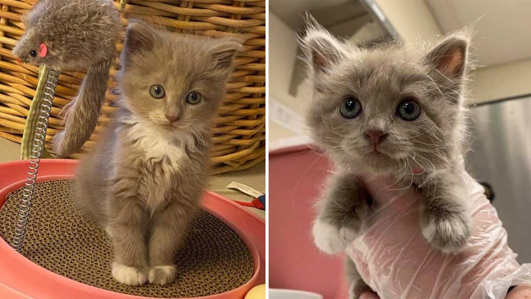 Un chaton solitaire s'épanouit avec l'aide d'autres chats et trouve la ...