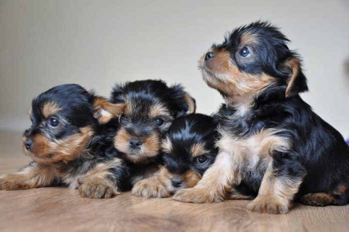 Comment choisir le bon chiot Yorkshire Terrier ? - Chats et Chiens