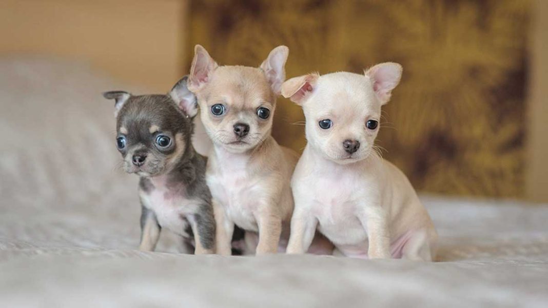 Comment choisir un chiot Chihuahua sain et fort ? - Chats et Chiens