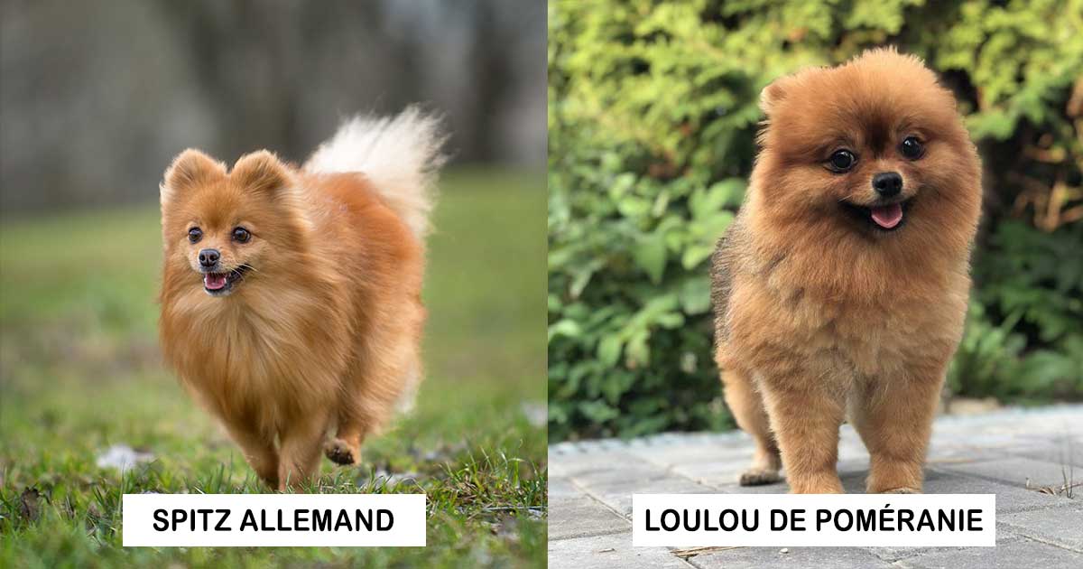Quelle est la différence entre un Spitz Allemand et un Loulou de Poméranie ? - Chats et Chiens