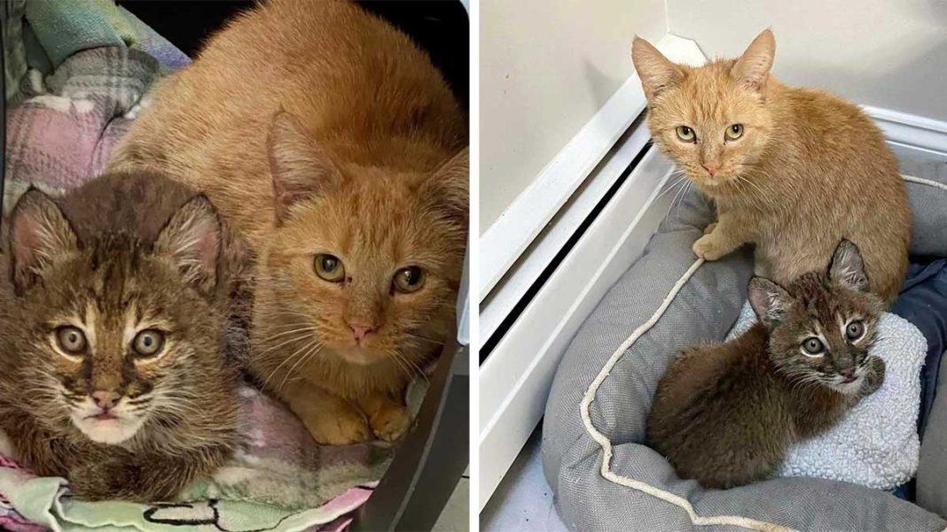 Une chatte aide à prendre soin d'un "chaton" qui a l'air différent des ...