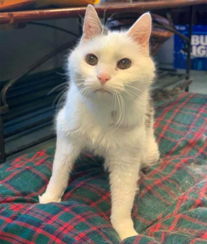 Un chat de 19 ans est adopté par une dame de 101 ans - Chats et Chiens