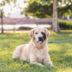 Ce Golden retriever a une mutation génétique rare qui le rend ...