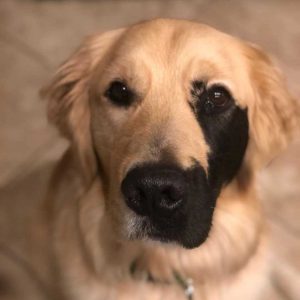 Ce Golden retriever a une mutation génétique rare qui le rend ...