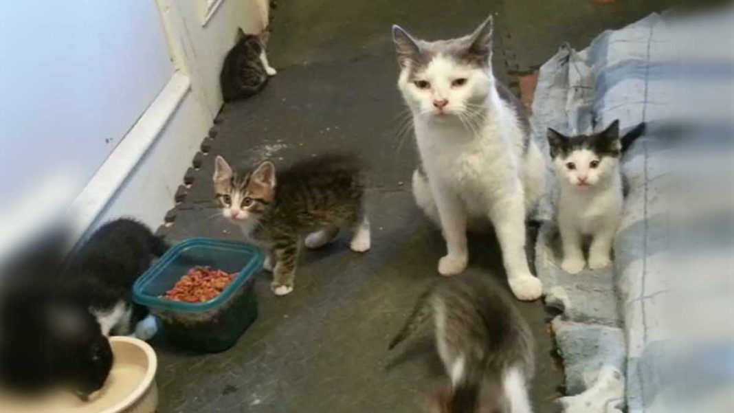 Deux frères nourrissent une chatte errante effrayée, deux mois plus tard, elle leur présente ses ...