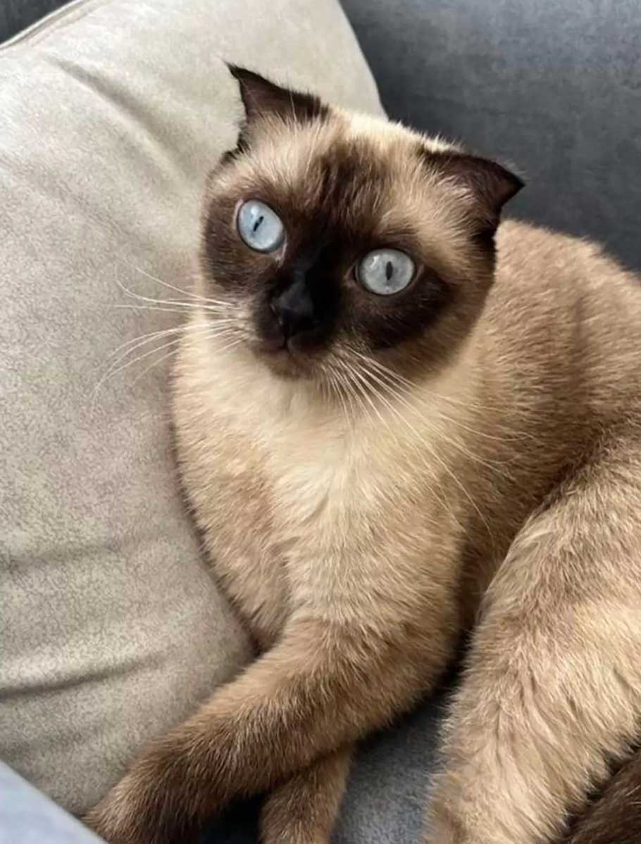 Un homme a attrapé le chat de sa sœur dans ses bras alors qu'il tombait ...