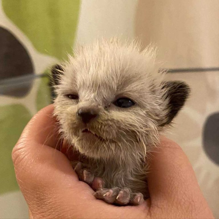 Un adorable chaton se transforme en un magnifique chat après avoir été ...